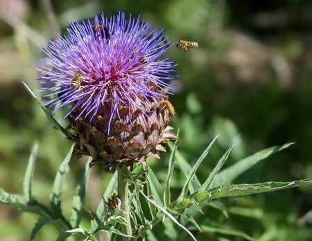 Kardone | Mittelalterliche Pflanzen – Förderverein Museumsdorf Düppel e.V.